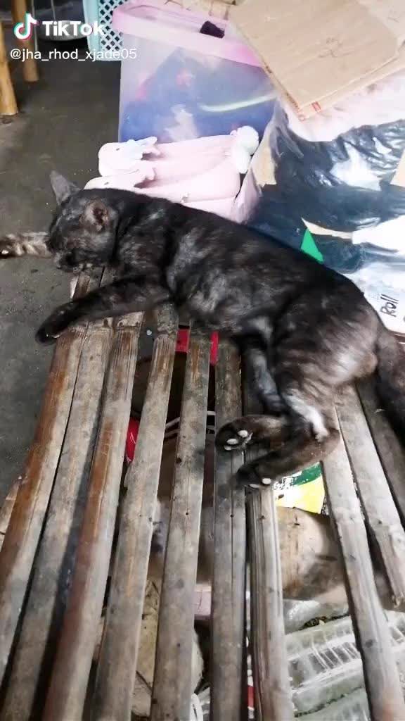 ម៉េចធ្វើបាបខ្ញុំម្លេះ😂😂 - TNAOT