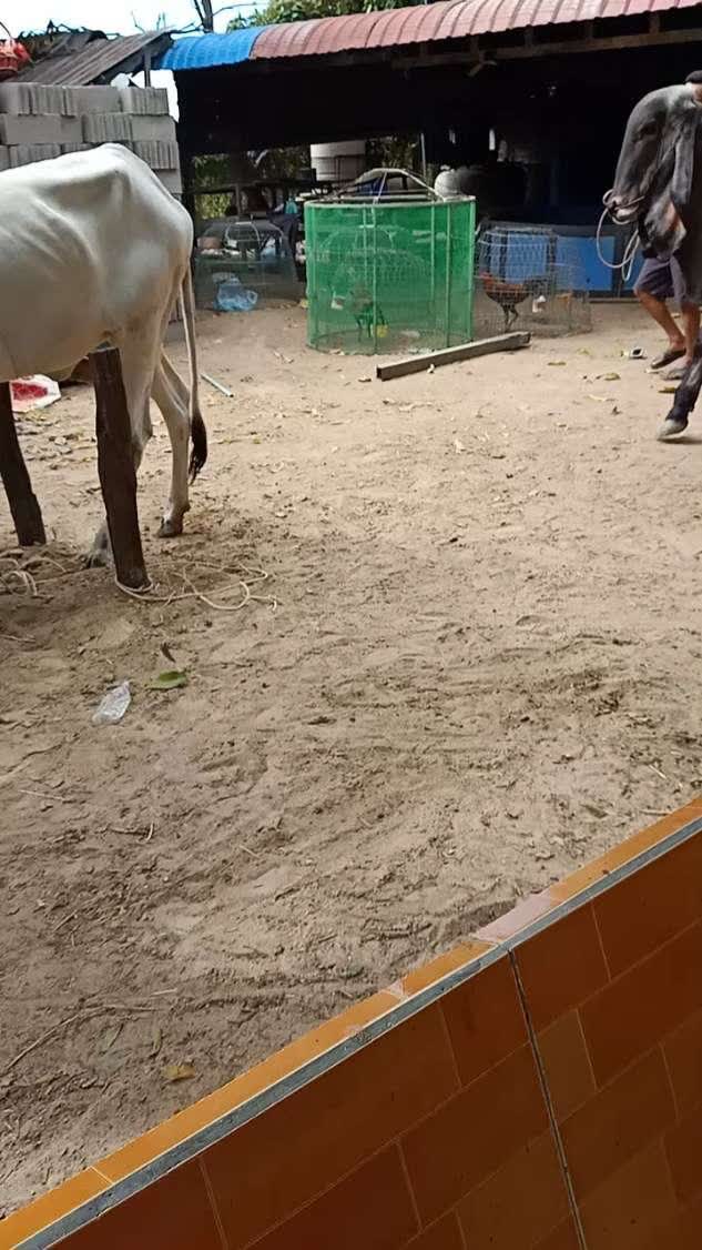 អូនរៀនឡើង - TNAOT